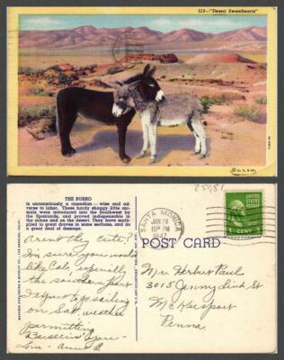 VINTAGE POSTCARD TOPIC: Donkeys | eBay
