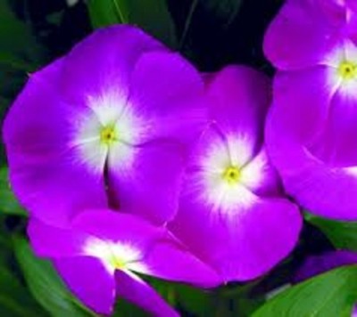 40+ Vinca Periwinkle Orchid Flower Seeds / Deer Resistant / Long ...