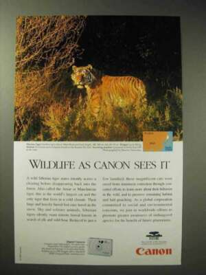 1998 Canon PowerShot A5 Camera Ad - Siberian Tiger | eBay