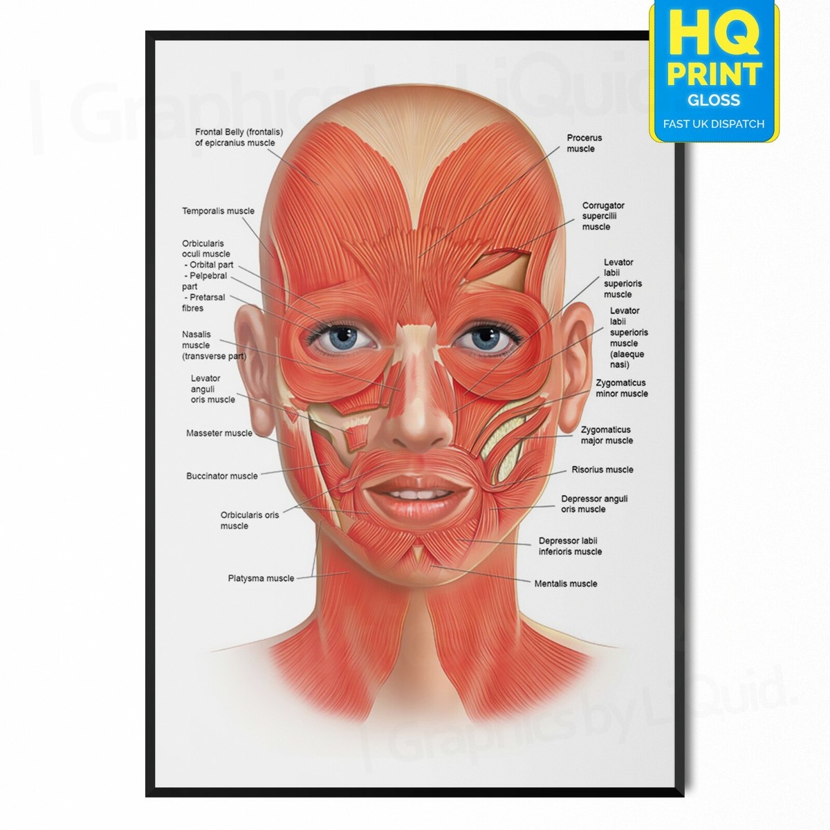 Facial Nerves Anatomy Facial Nerve Anatomy, Illustration. Several