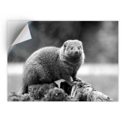 1 x Vinyl Sticker A5 - BW - ny Mongoose Animal #37728 | eBay UK
