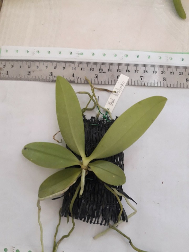 Phalaenopsis Bastianii miniature fragrant orchid plant species + PHYTO ...