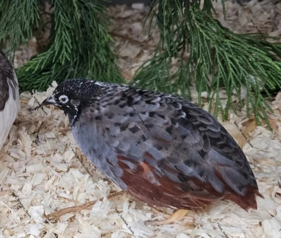 12 X Quail Eggs Cpq Chinese Painted Quail Button Quail | eBay UK