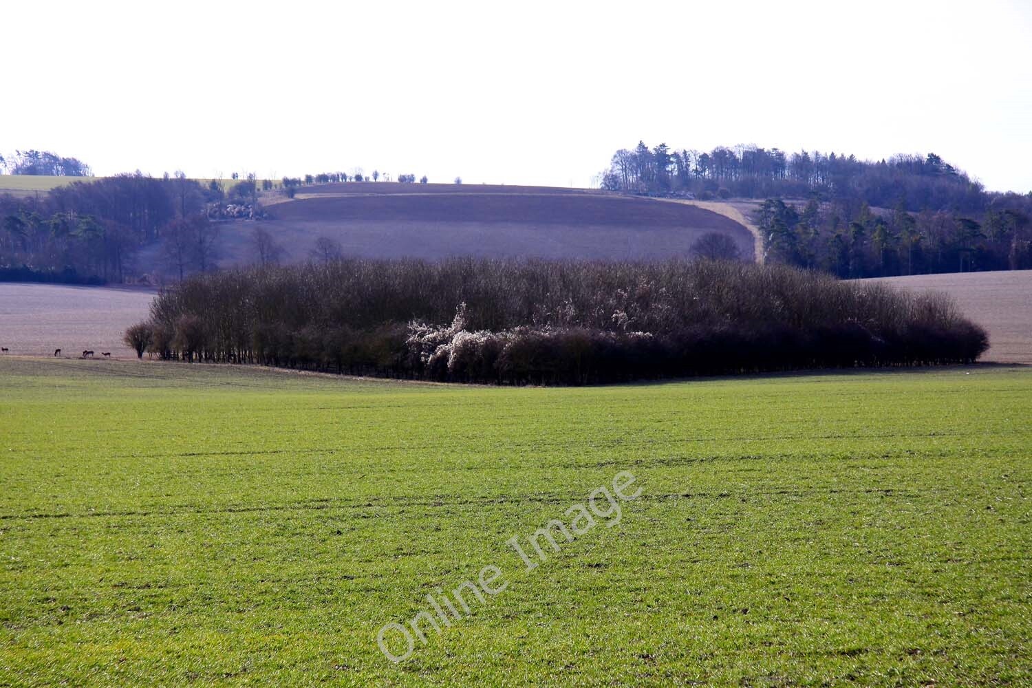 Photo 6x4 Looking over a field towards the Ridgeway East Ginge c2010 ...