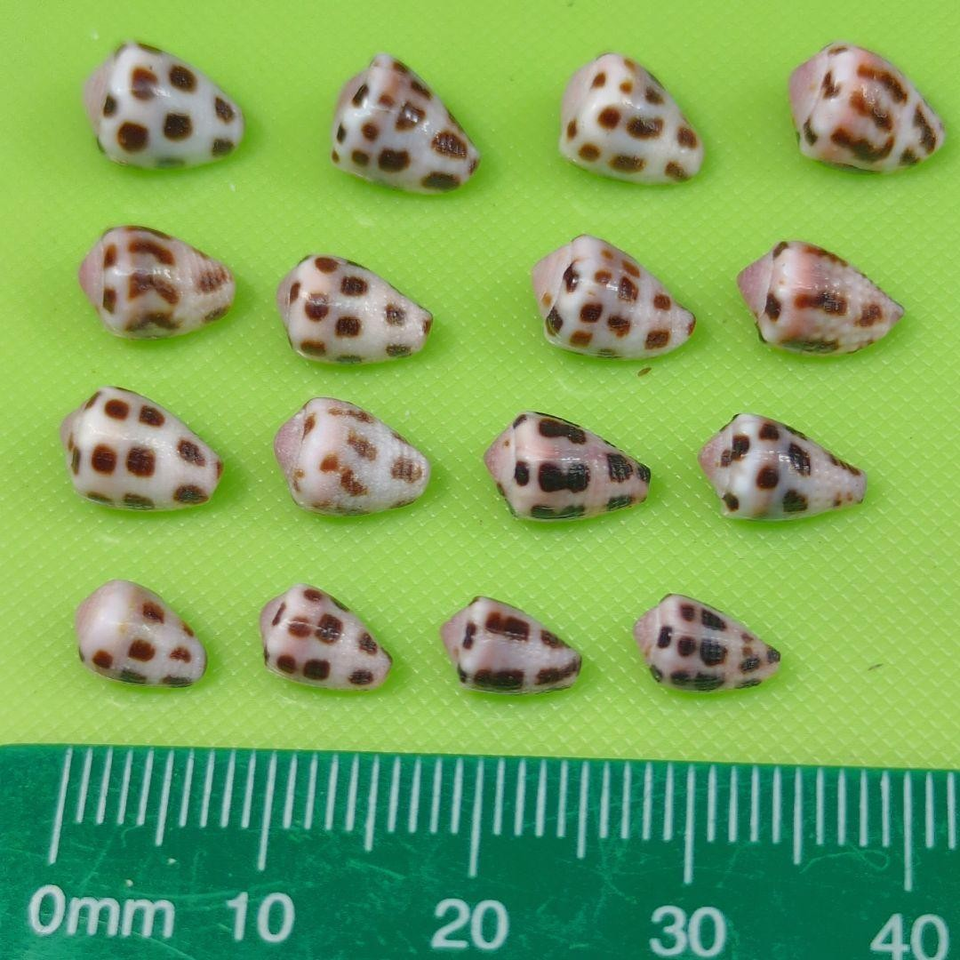 Cone Shell japanese sea Shells of Okinawa very small less than 1 cm ...