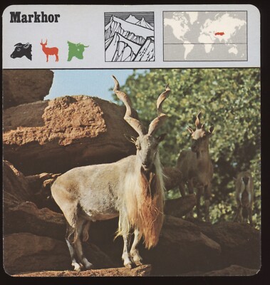 Markhor Safari Cards Rencontre Mammals | eBay