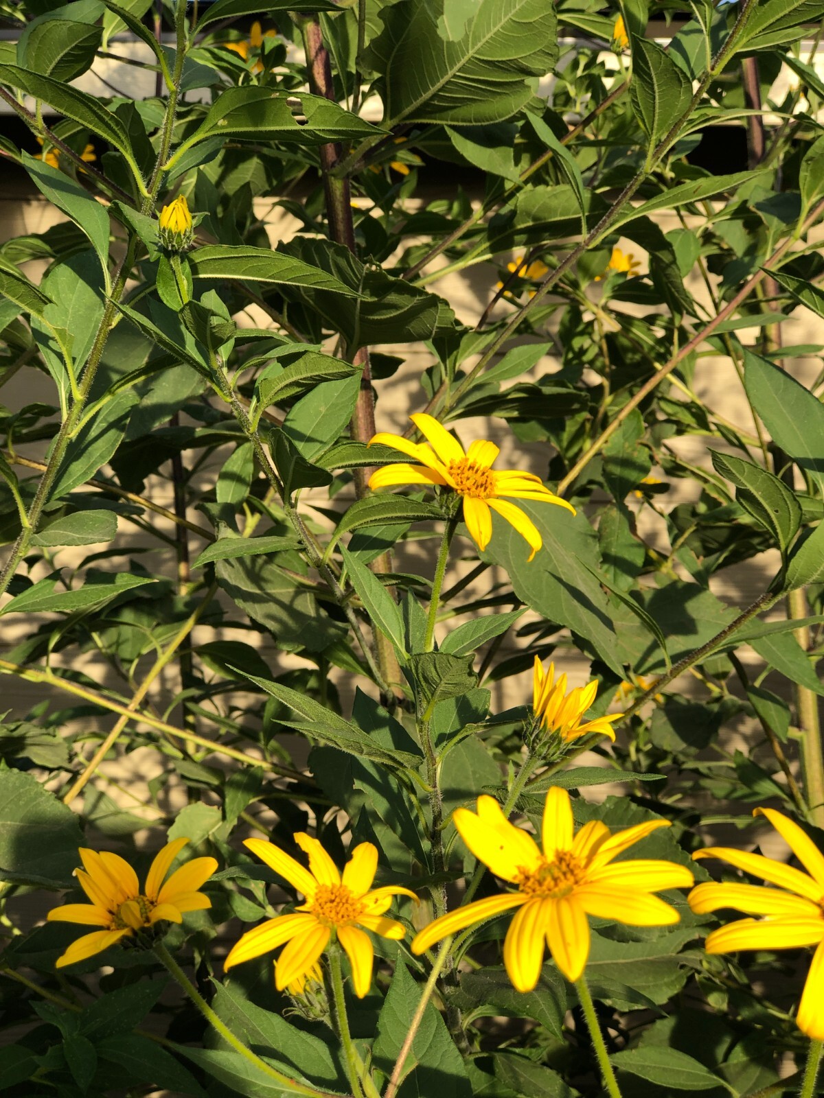 Early Dwarf Sunray Organic Sunchoke / Jerusalem Artichoke - Helianthus ...