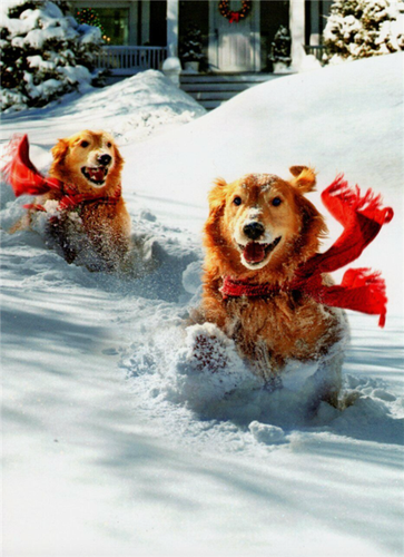 DOGS "Dashing Through the Snow... Laughing All the Way!" CHRISTMAS CARD ...
