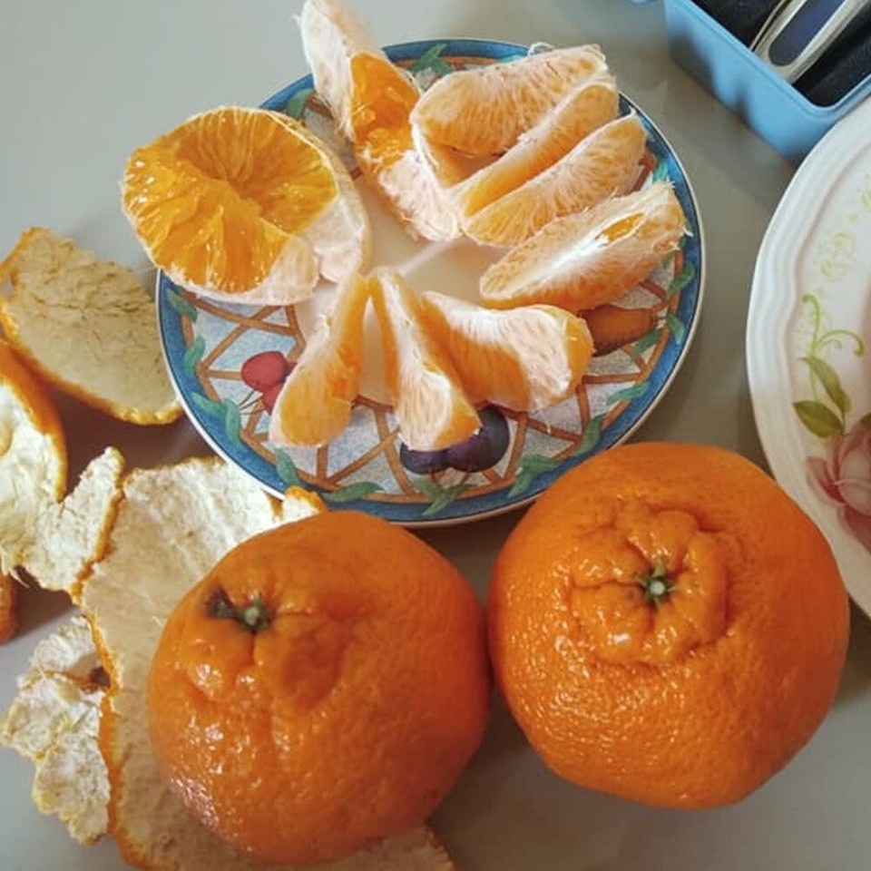 Shiranui Sumo Mandarin Grafted Plant Orange Fruit Tree Tall 24 inchs | eBay