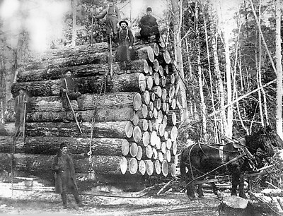 Wisconsin white Pine Horse Logging Photo Giant load Bob Sled Skidding 8 ...