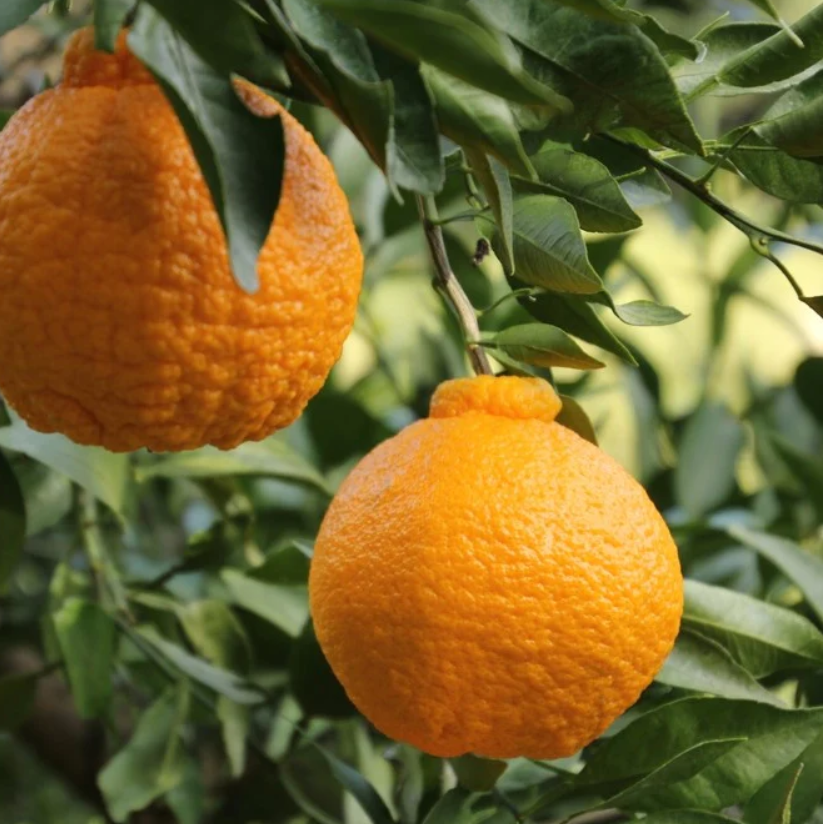 🍊 Live Shiranui Plant – 2–3 Feet Tall – Live Fruit Tree in 1 Gallon Pot ...