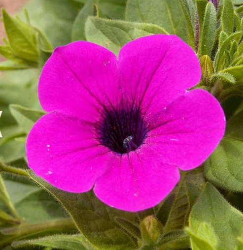 Petunia SHANIN WILD Hot Pink Containers Flower Garden Spring 2000 Seeds ...