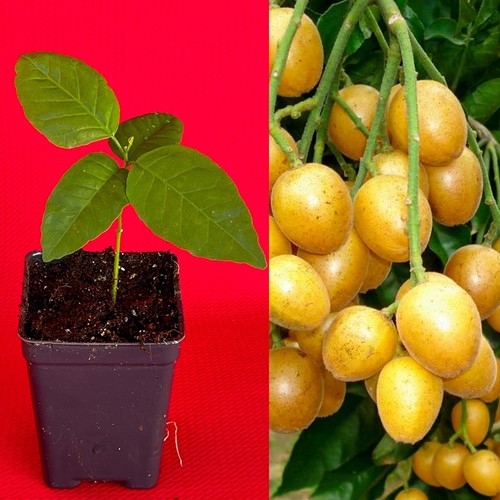 Yellow Wampee Wampi Clausena Lansium Potted Tree Fruit Tropical Plant ...