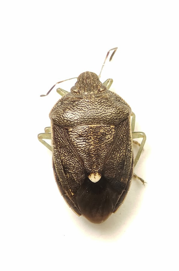 Stink Bug Specimens - Insect Collection Pentatomidae Cydnidae ...