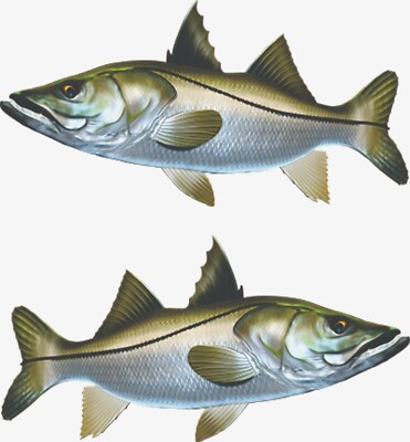 Snook Fish fishing Auto Boat Car Truck Trailer Graphics Decal Sticker ...