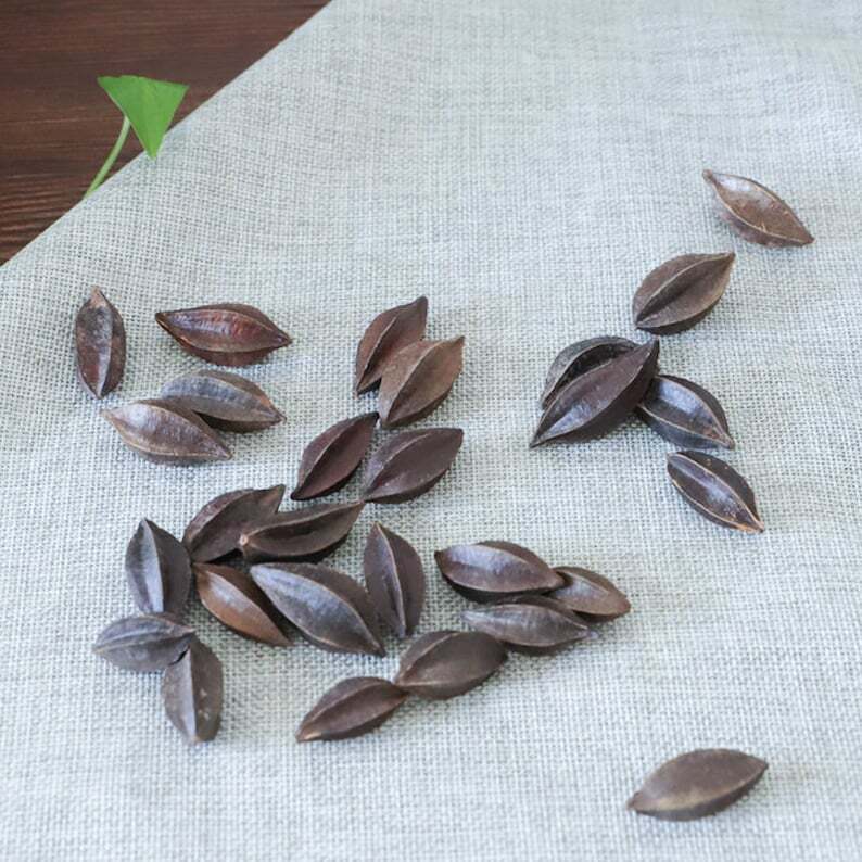 Quisqualis Indica Fruit Quisqualis Indica, Rangoon Creeper, Chinese