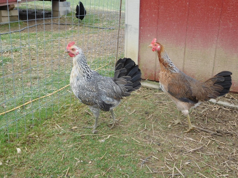 5 RARE Laughing Chicken😂 Ketawa🐓🐣🩷 Hatching Eggs Greenfire Farms NPIP🐓 ...