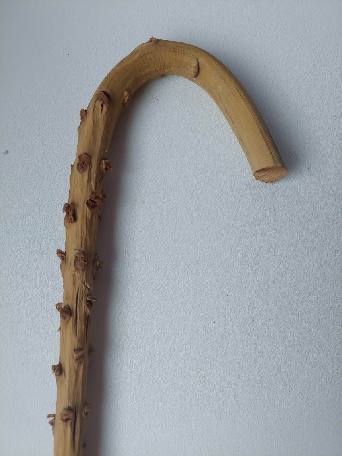 Walking Cane Wood Palm Tree seed pods Handcrafted Vin… - Gem