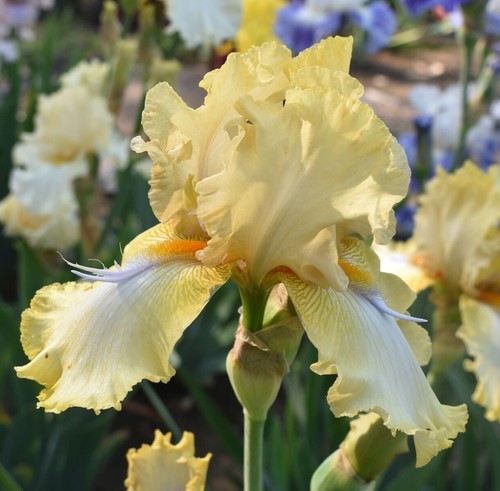 'Sky Hooks' TB Iris Rhizome PRE-SALE to Ship July, August and Sept | eBay