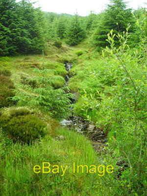 Photo 6x4 Burn in Strathyre Forest Strathyre/NN5617 c2008 | eBay UK