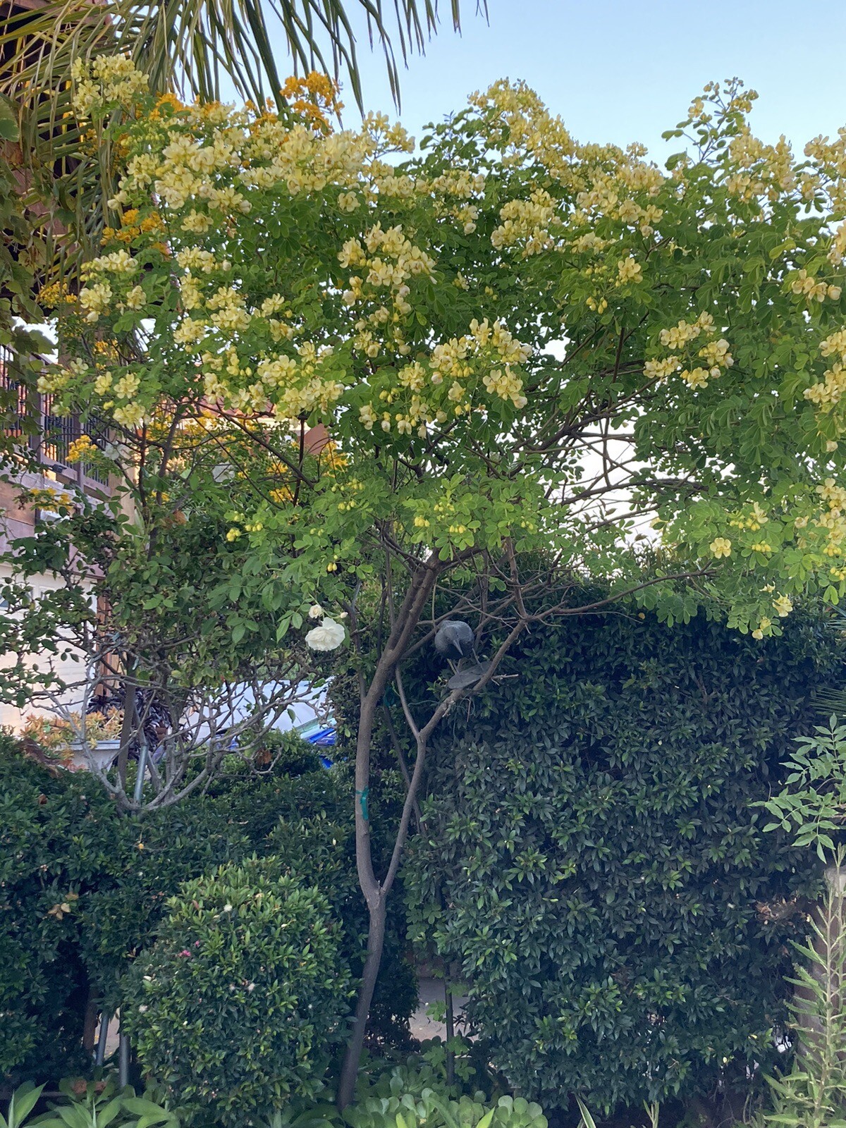 Christmas Senna Cassia Bicapsularis CREAM Flower Butterfly Host ROOTED ...