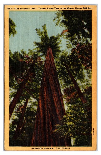 1940s - The Founders Tree - Redwood Highway, California Postcard ...