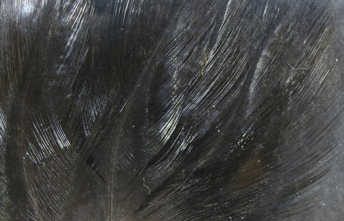 Hareline COQ DE LEON SADDLE FEATHERS Fly Tying Material 12 Feathers Per ...