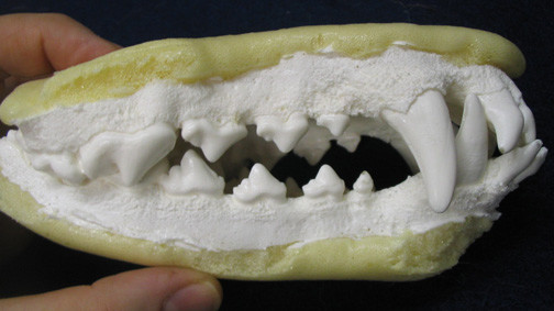 Huge German Shepherd art jaws teeth cast replica taxidermy | eBay