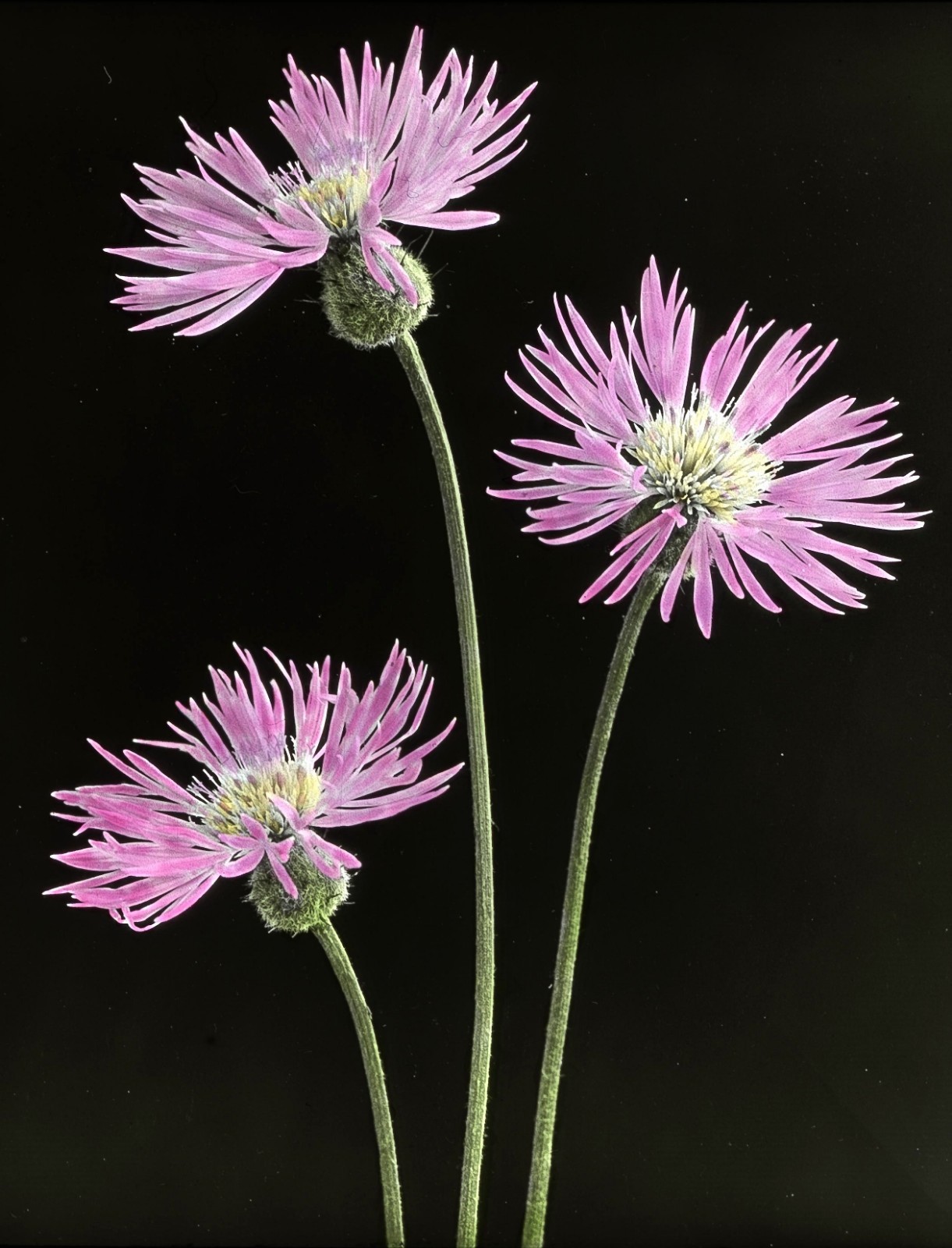 500 MIXED SWEET SULTAN Imperialis Mix Amberboa Moschata Centaurea ...