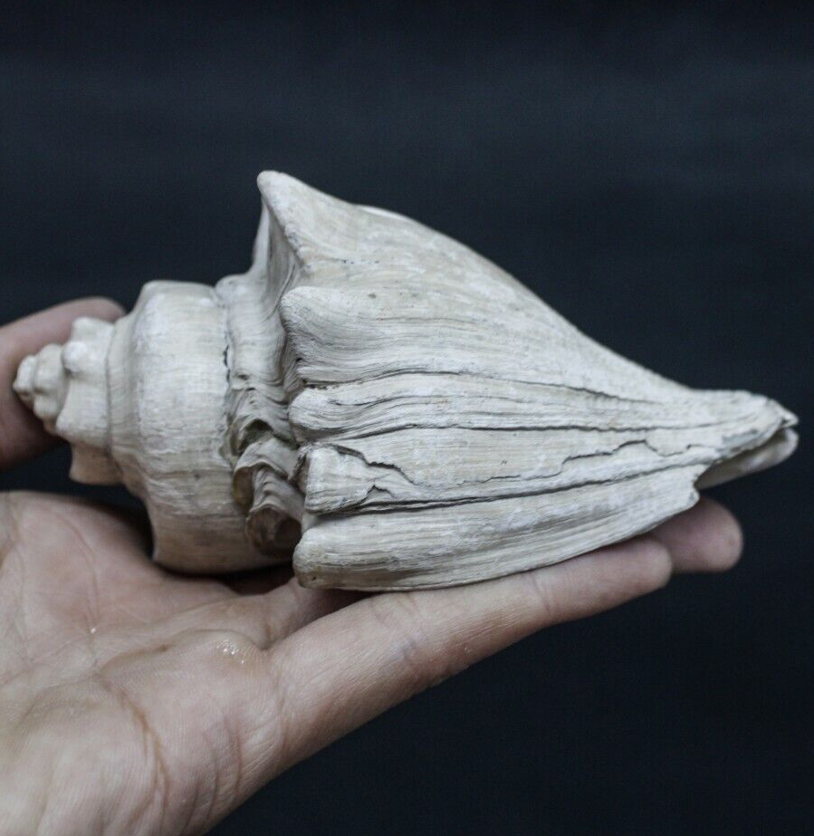 240GR Natural Rough Strombus Mollusca Sea Shell Fossil Gastropoda | eBay