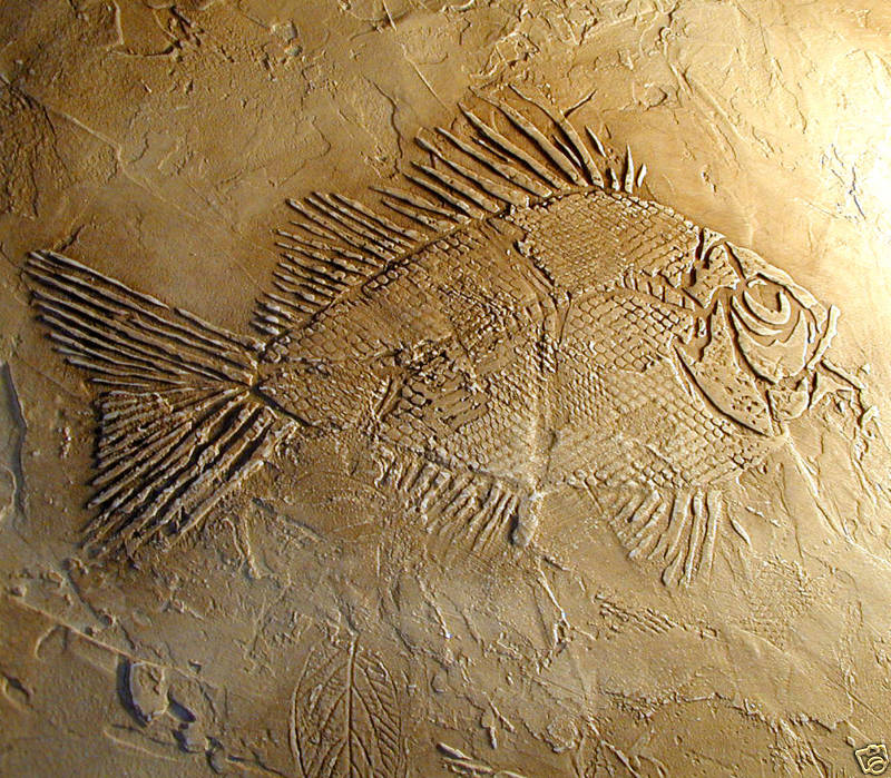 Prehistoric Large Fish Fossil Stencil - DIY Raised Plaster Stencil ...