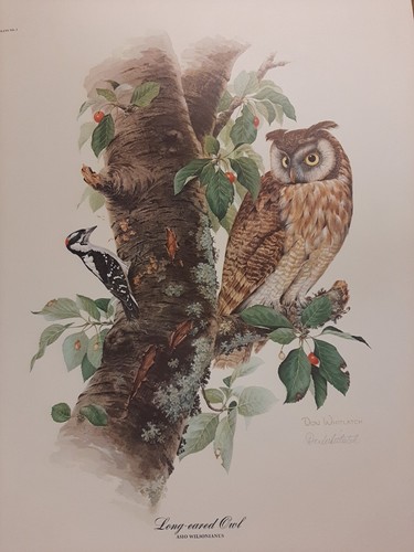 RARE owl Don Whitlatch Museum bird Print signed Long Eared Owl 23 x 18 ...