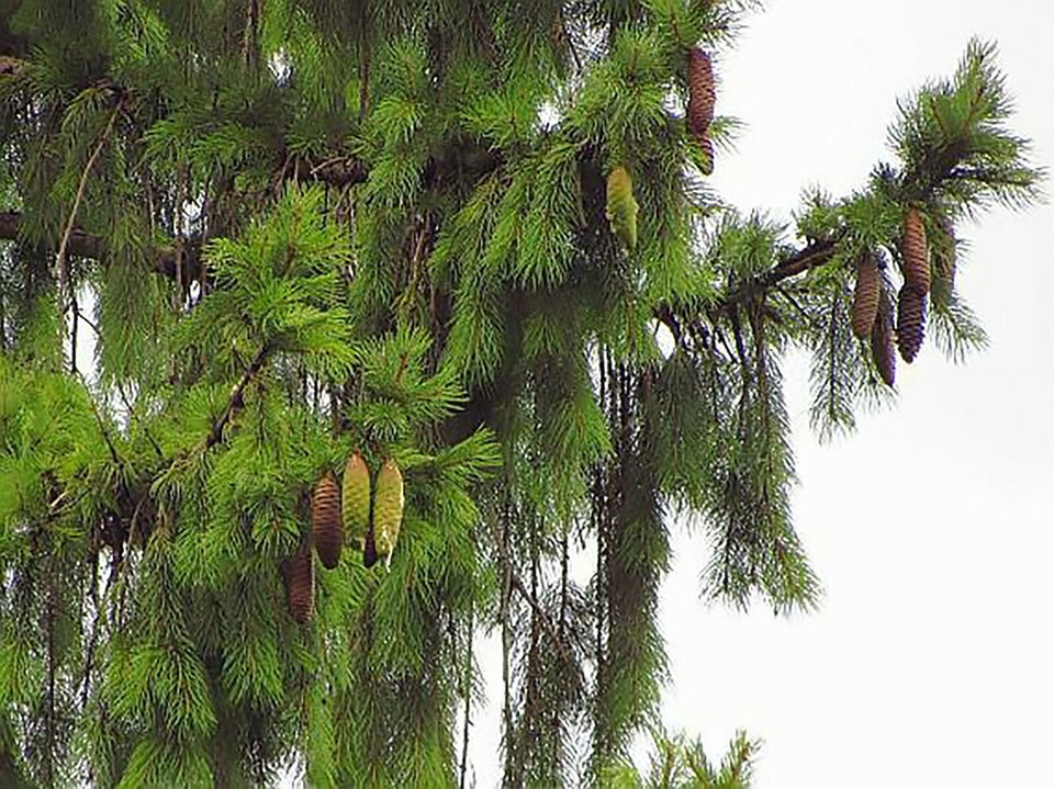 Himalayan Spruce, Picea smithiana, (Morinda Spruce), Tree Seeds ...