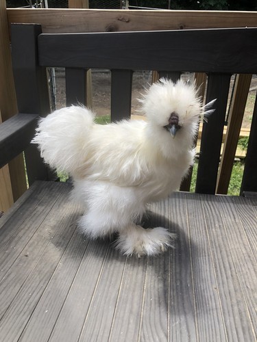 Silkie Hatching Eggs 12+ Hen’s Choice, Blk,Wht, partridge/showgirl ...