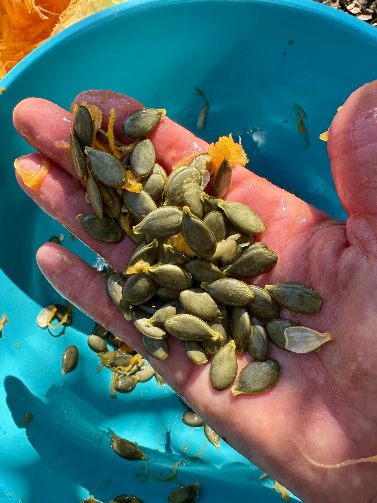 Styrian Hulless Pumpkin Seeds for Planting: Non-GMO Seed Packet or Bulk ...