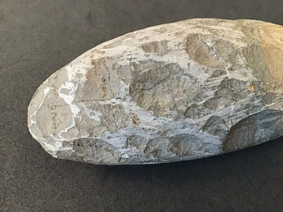 Fossil Fish Rhacolepis Agassiz Concretion Santana Brazil Cretaceous ...