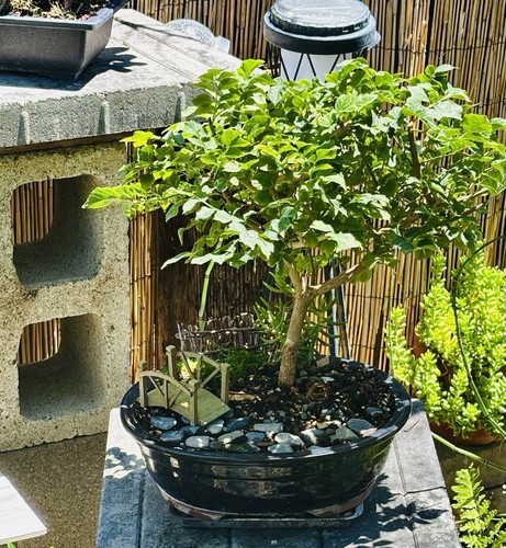 CAPE HONEYSUCKLE BONSAI TREE- FREE SHIPPING! | eBay