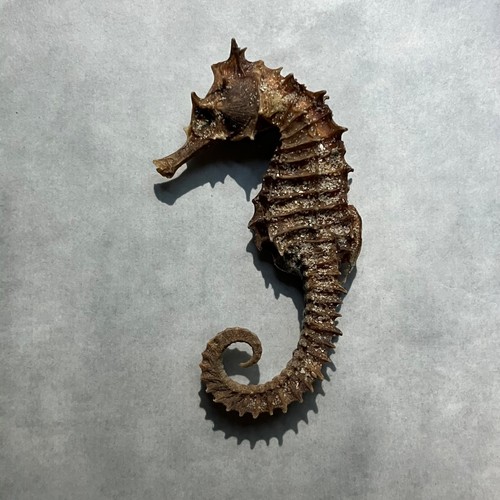Real Natural Dried SEAHORSE Sea Horse Hippocampus Erectus Skeleton ...