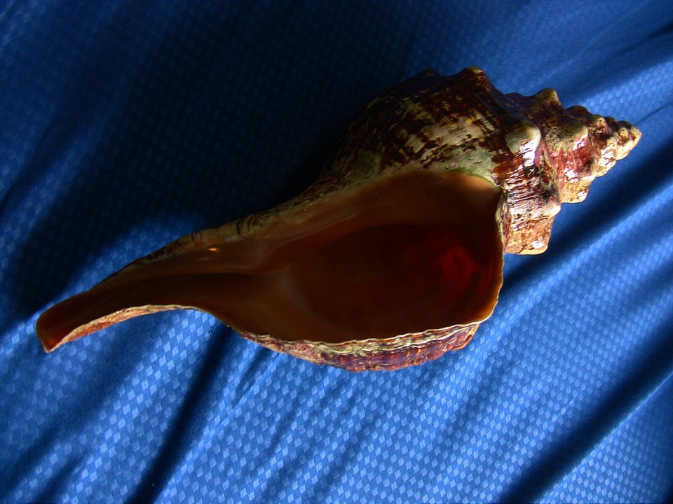 Beautiful Horse Conch seashell, 14" large | eBay
