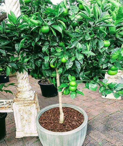 Key Lime Tree - Thornless - Live Citrus Plant Will Fruit This Year | eBay