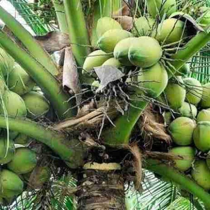 Sprouted Dwarf Green Malayan Coconut 6–8” Tall – Rare, Fresh, Costa ...