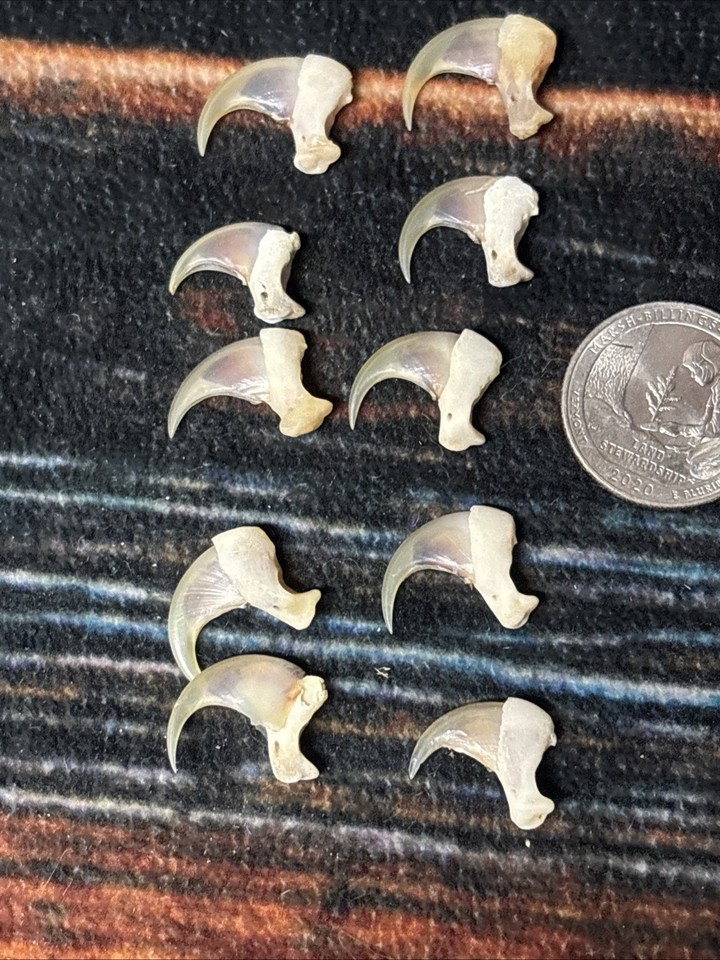 20 REAL American Bobcat CLAWS TOES BONE MOUNTAIN MAN CRAFT SKULL ...