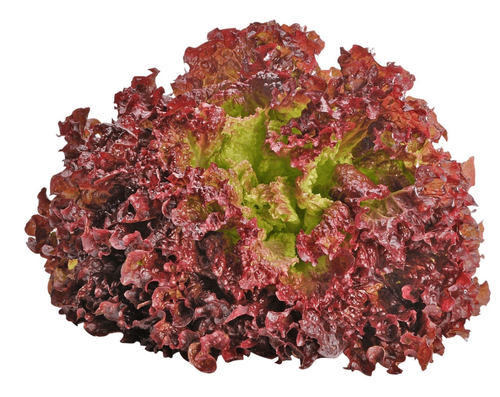 LETTUCE LOLLO ROSSO 100+ seeds red ruffled loose leaf summer salad ...