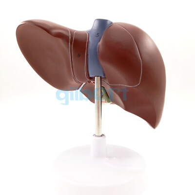 Human Liver Simulation Model Medical Anatomy PVC Natural Life Size | eBay