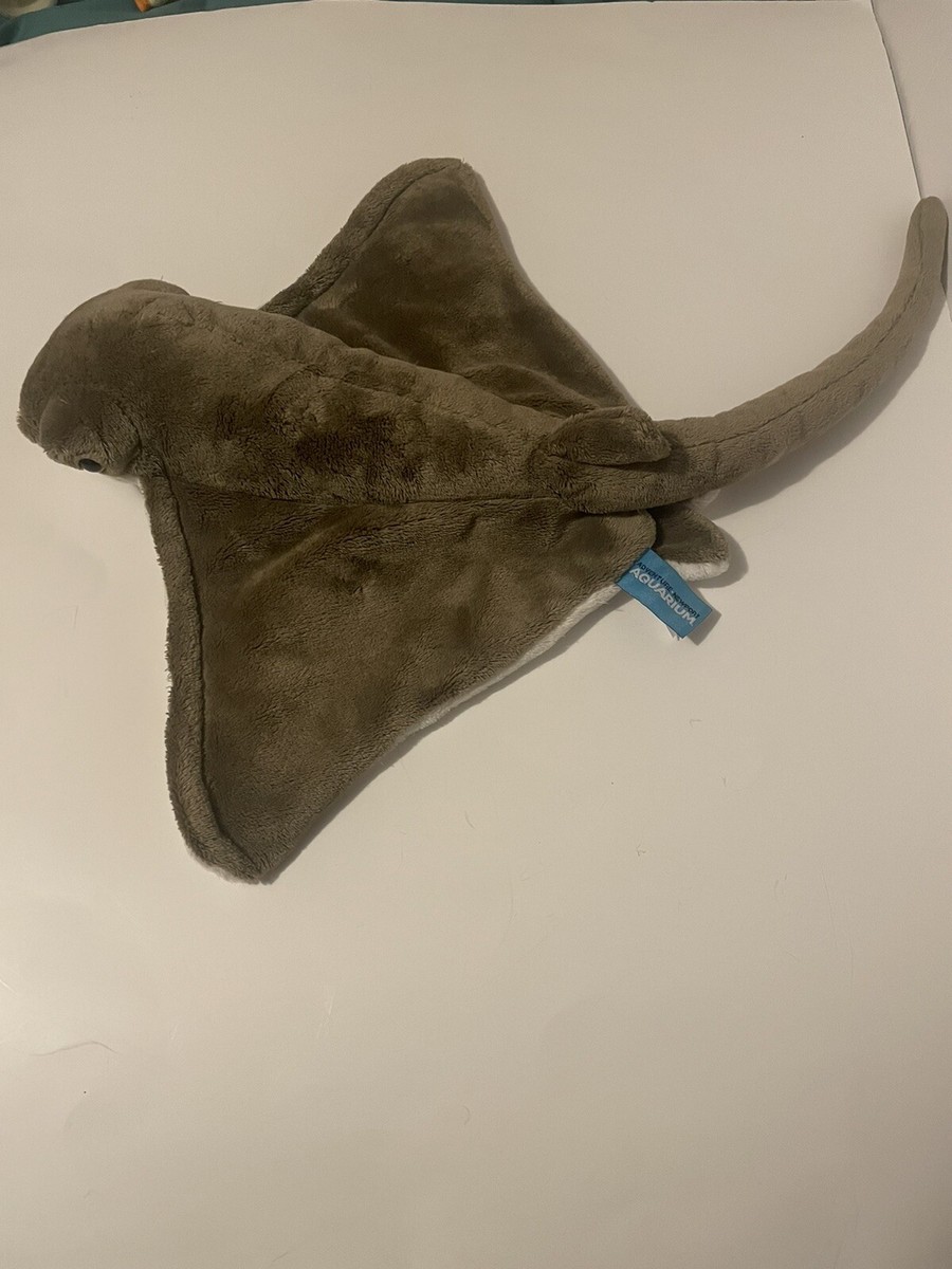 Manta Rays Are Brown