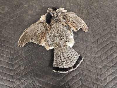 Ruffed Grouse Skin - Fly Tying / Arts & Crafts | eBay