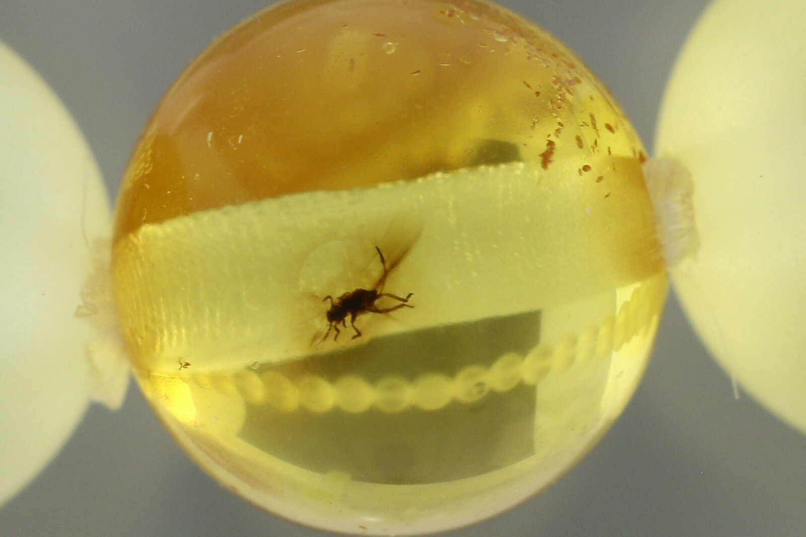 Genuine Baltic Amber ROUND Unpolished Opaque Beads Fossil Bracelet 4.6g ...