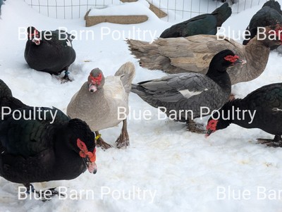 6 Muscovy Duck Blue Black Silver Chocolate White Hatching Eggs Show ...