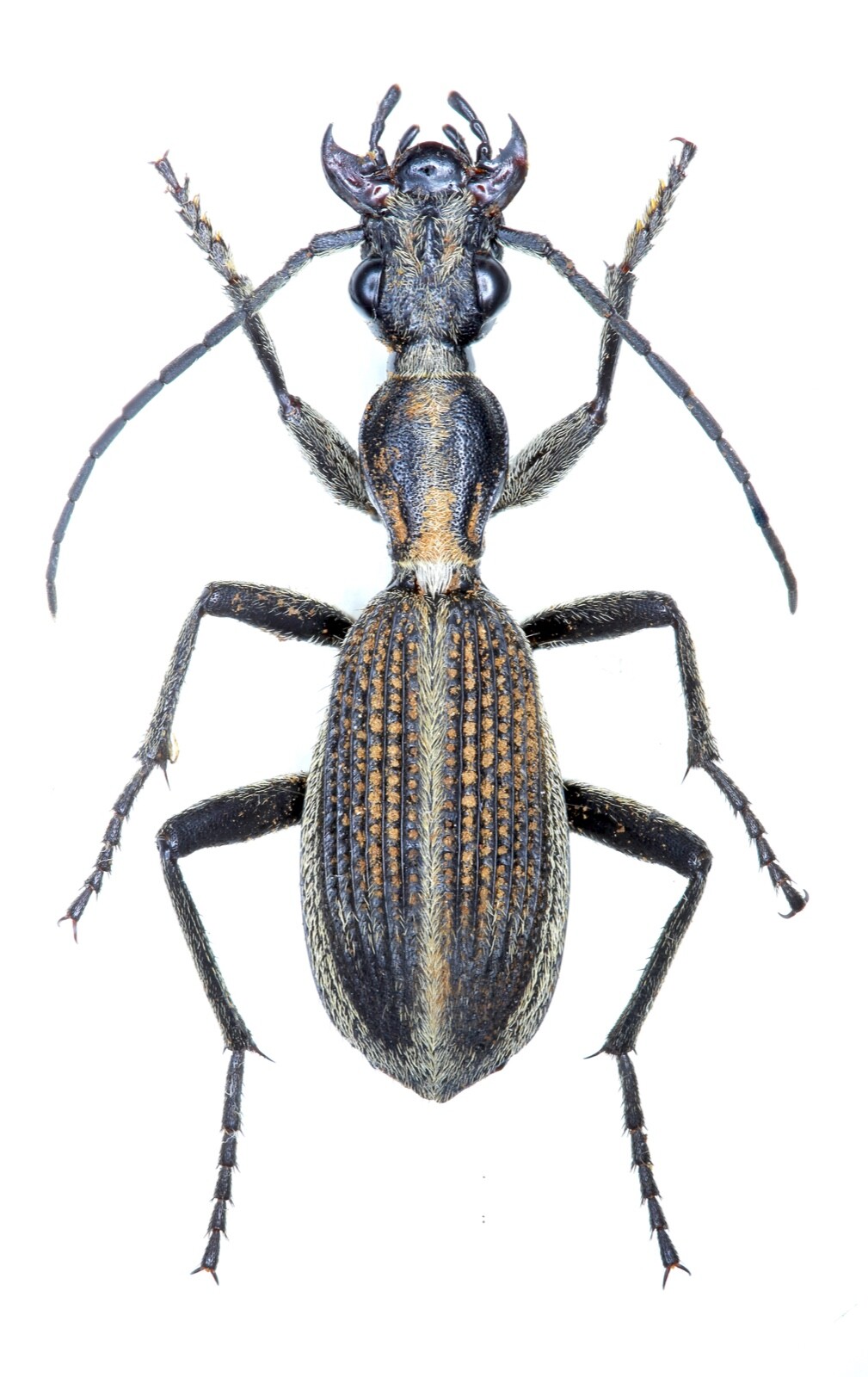 Carabidae, Anthiinae, Cypholoba caillaudi ssp. biscutellata, KENYA ...