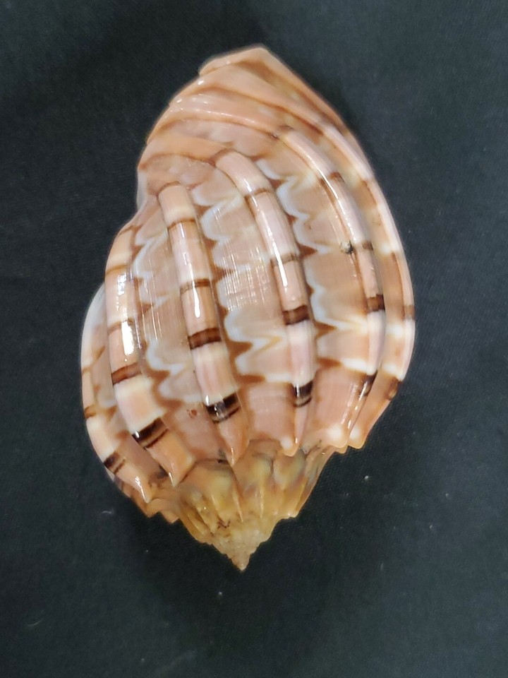 Harpa Conoidalis Lamarc, 1822 HAWAII 61.2mm VERY RARE SHELL | eBay